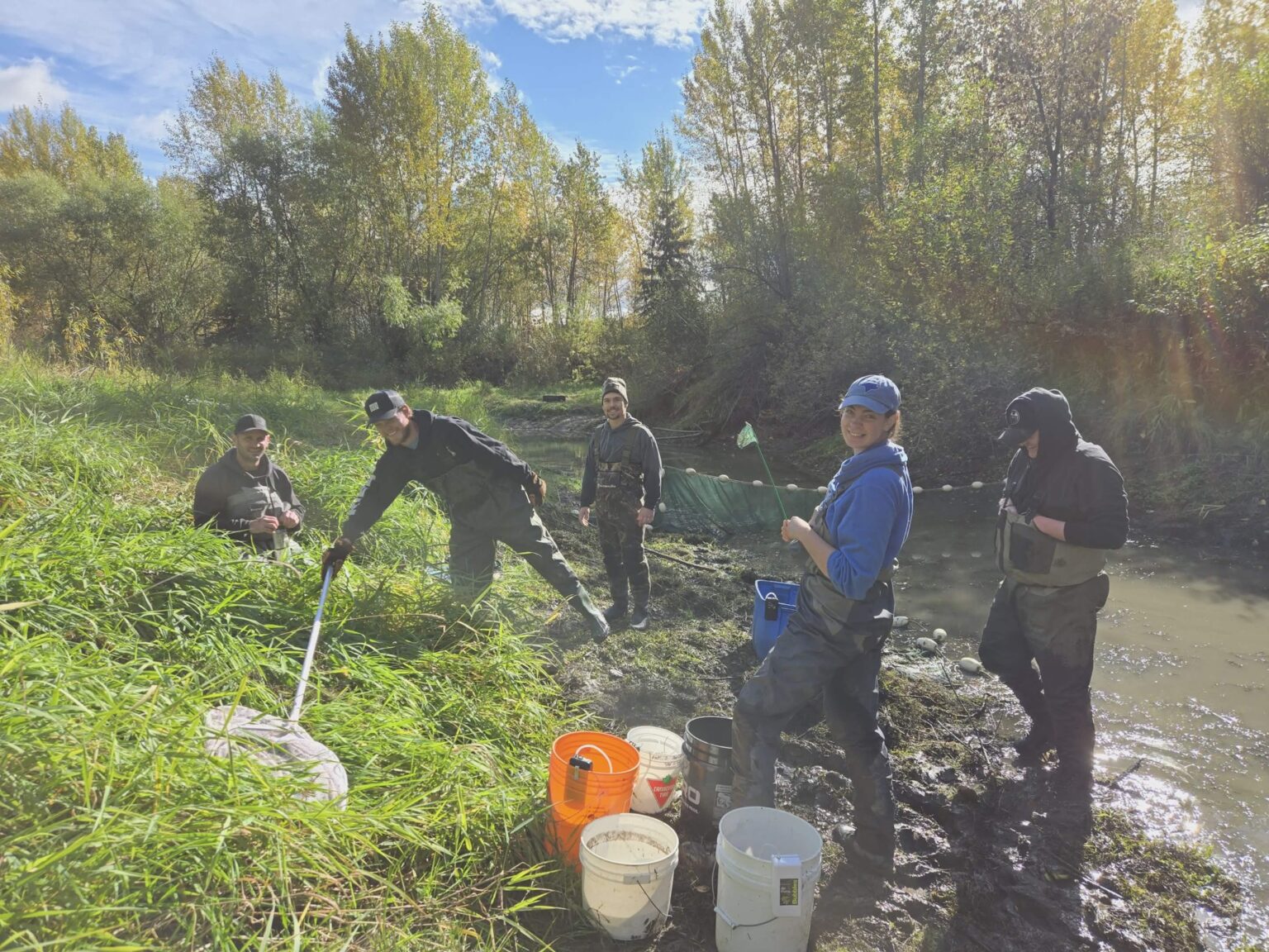 Fish Salvage Success at Cottonwood Island Park! 🐟 – L&M Engineering